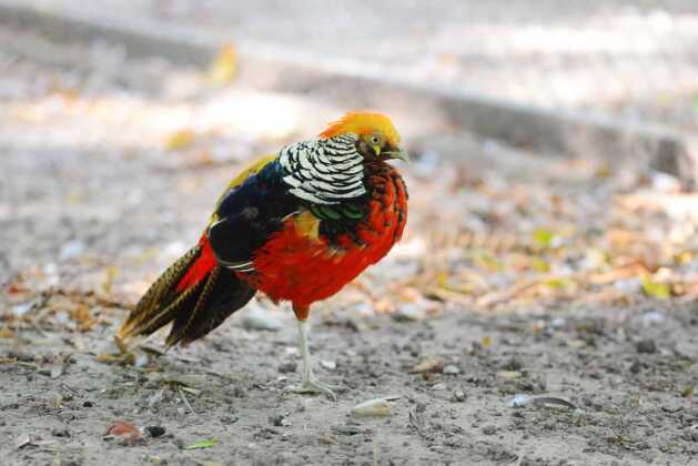 20 Endemic Animals In China (and where to see them) In 2026