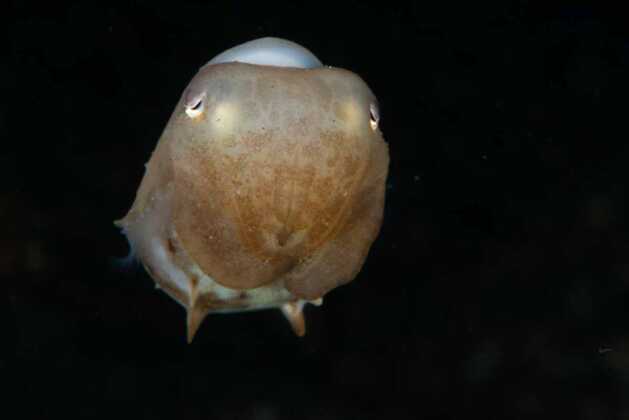 21 Weird Animals To See In 2026