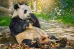 20 Endemic Animals In China (and where to see them) In 2026