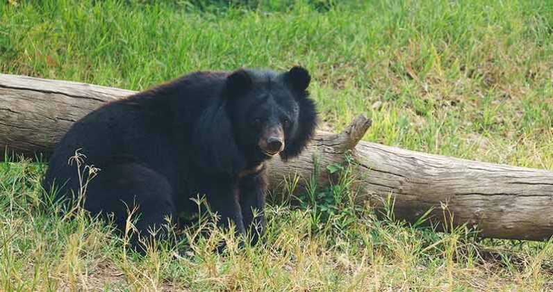 20 Endemic Animals In China (and where to see them) In 2026
