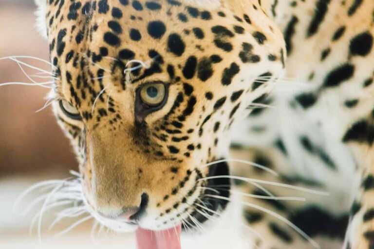 20 Endemic Animals In China (and where to see them) In 2026