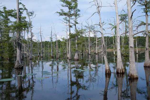 What Is Louisiana Known For In 2026 - 15 Famous Things