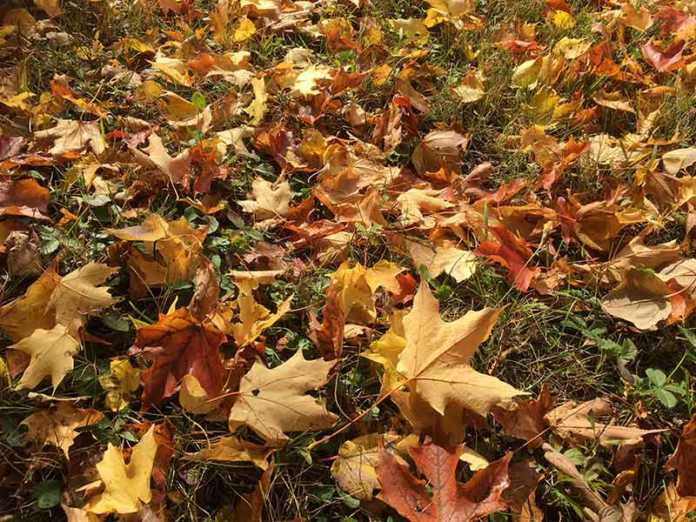 15 Ways To Enjoy Fall In Canada - Autumn In Canada In 2026