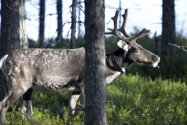 Finland Lapland in summer - Travel2Next