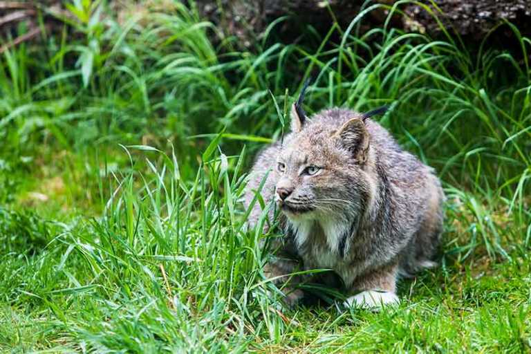 20 Animals In Canada To See In 2026