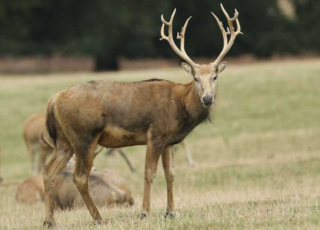 20 Endemic Animals In China (and where to see them) In 2026