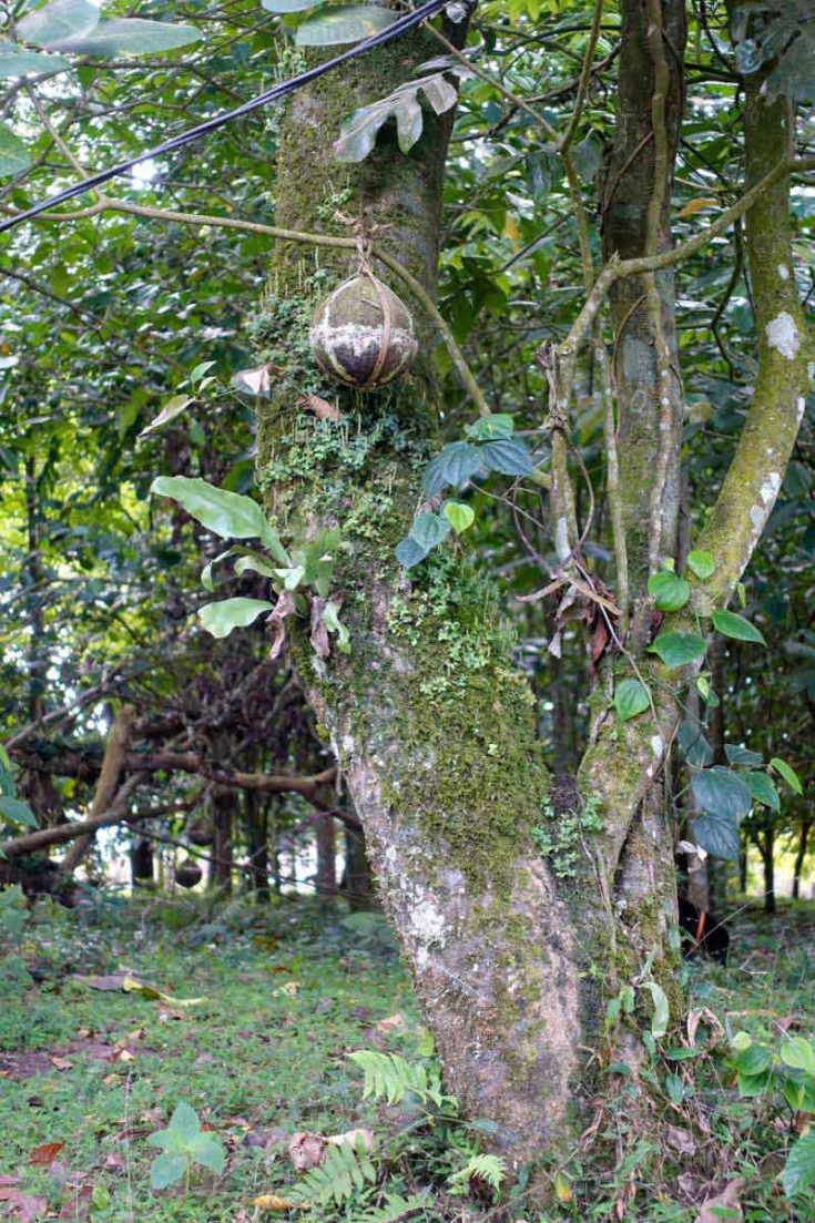 Yoga Retreat Bali - Review of Ubud Yoga Retreat at Kumara Sakti