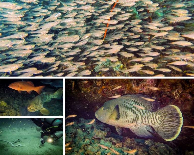 Yongala Dive - SS Yongala Diving in Queensland Australia